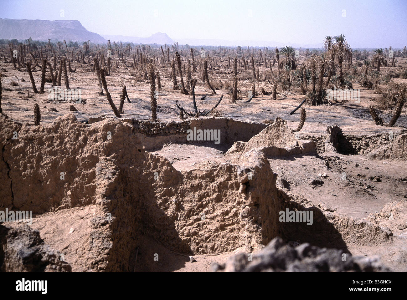 Ruins at the old town of Garama and dying palms due to ongoing ...