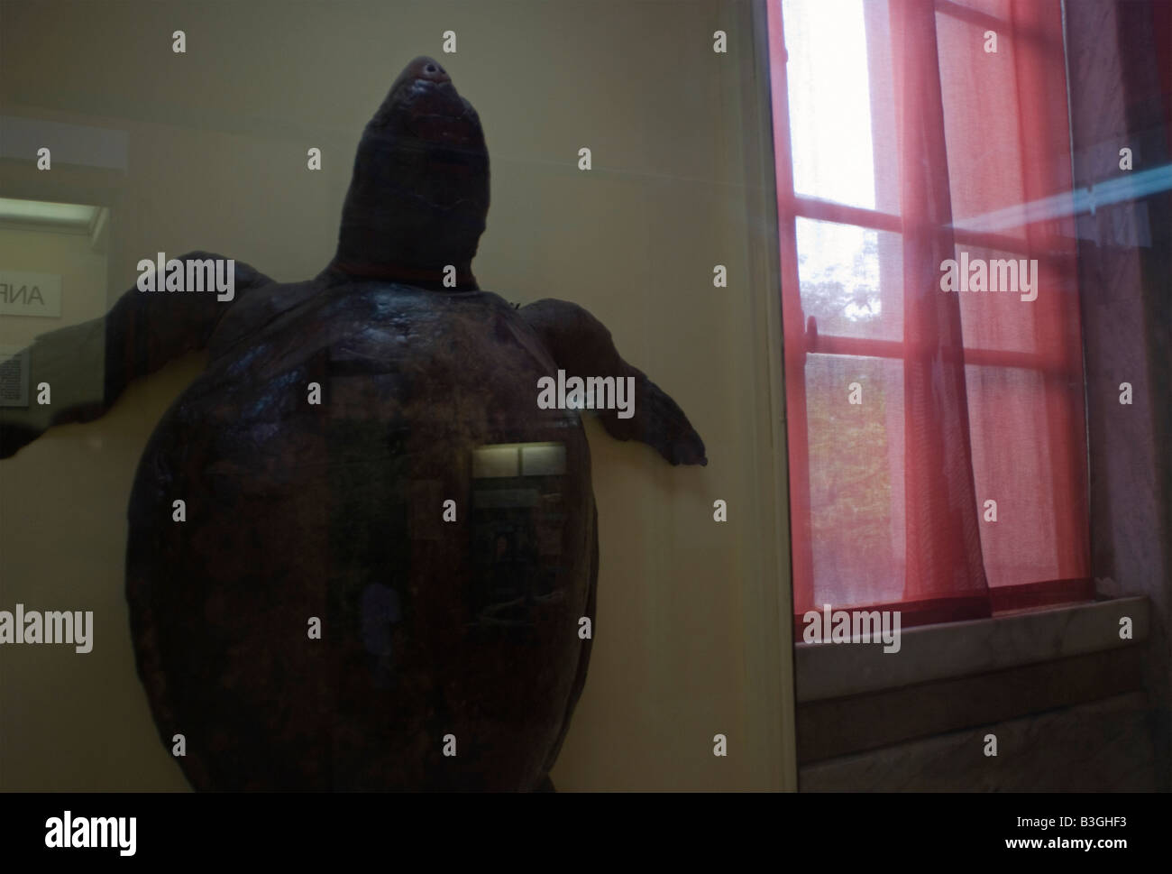 big sea turtle at the Natural history Museum Milan Italy Stock Photo ...