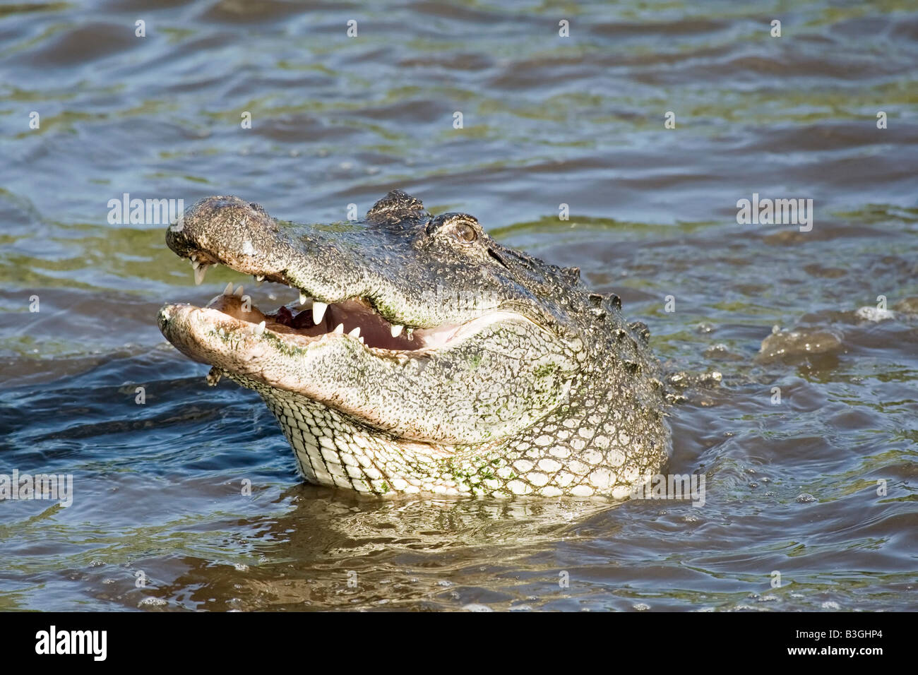 A close up of the head of an American Alligator Stock Photo - Alamy