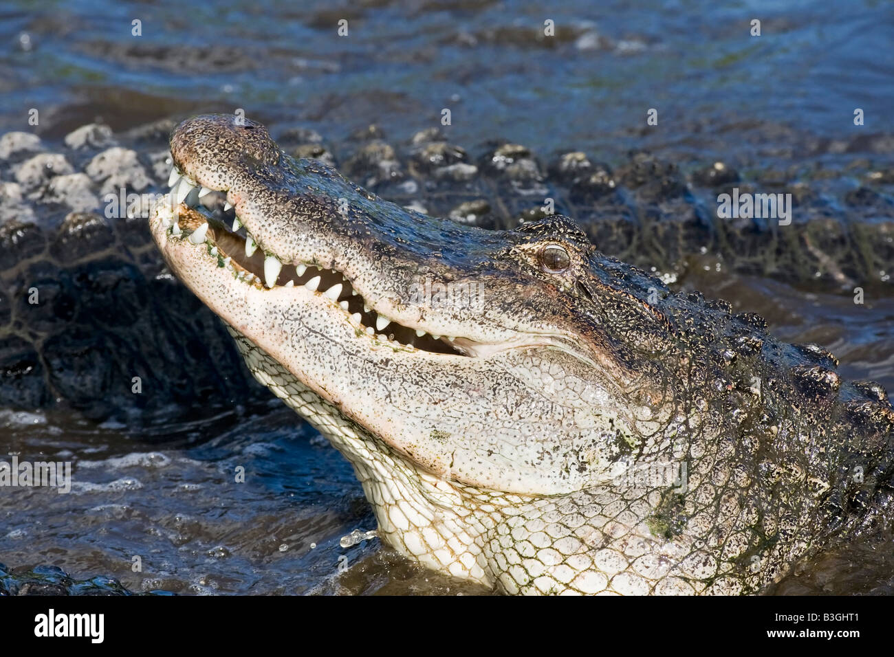 A close up of the head of an American Alligator Stock Photo - Alamy
