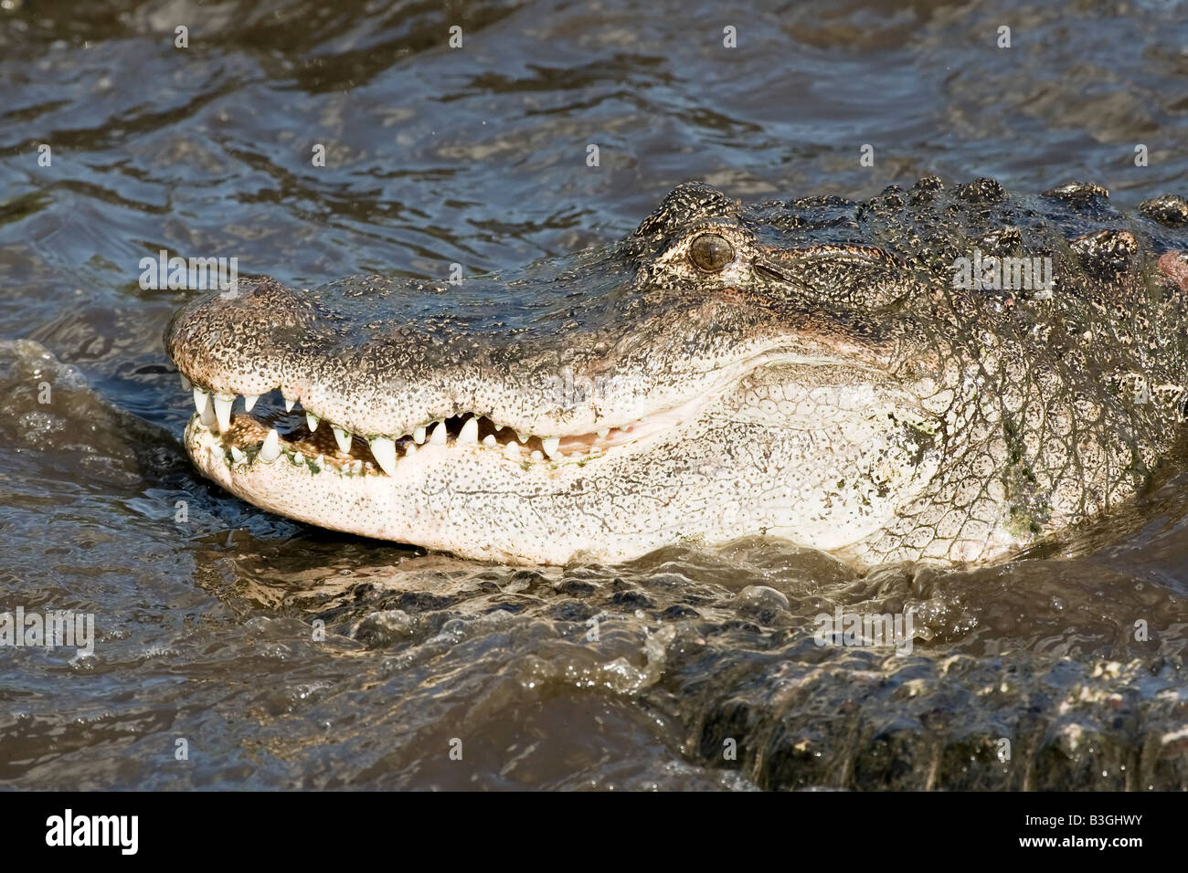 A close up of the head of an American Alligator Stock Photo - Alamy