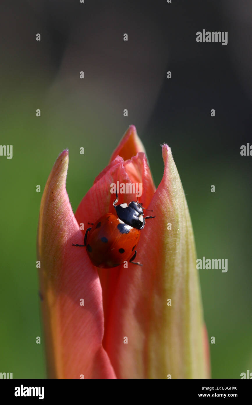 7-Spot Ladybird Coccinella 7-punctata on a tulip flower Stock Photo - Alamy