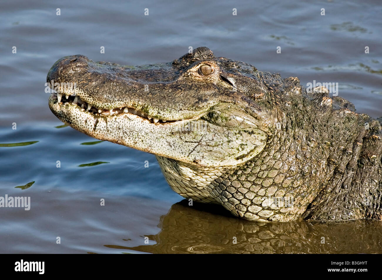 Gator face hi-res stock photography and images - Alamy