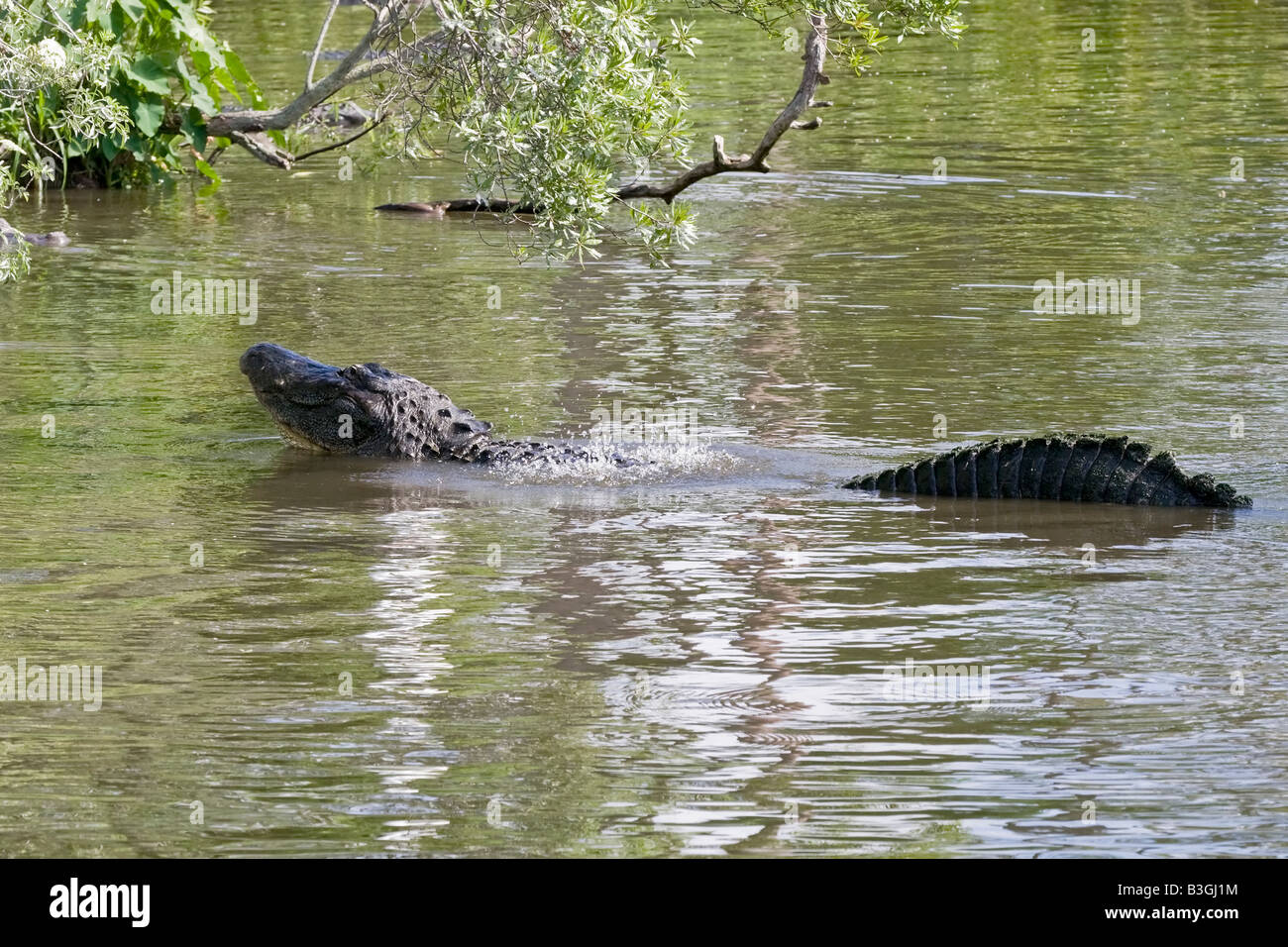 An adult American Alligator displaying Stock Photo - Alamy