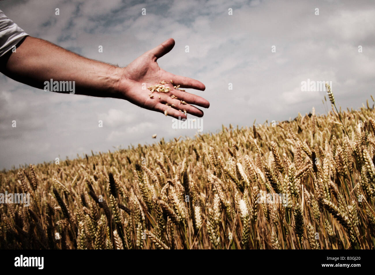 wheat grain falling form a farmers hand Stock Photo - Alamy