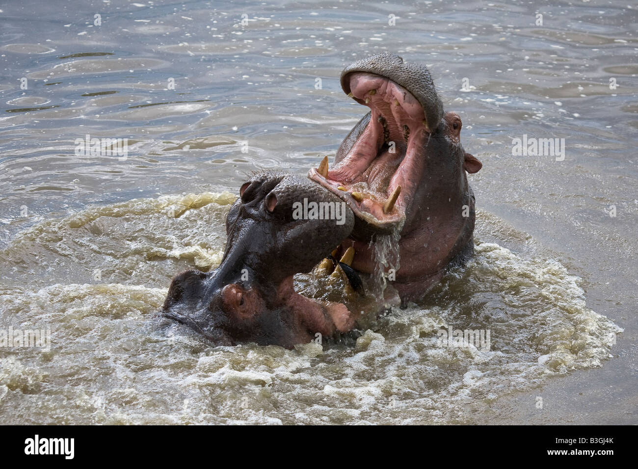 Hippo bite hi-res stock photography and images - Alamy