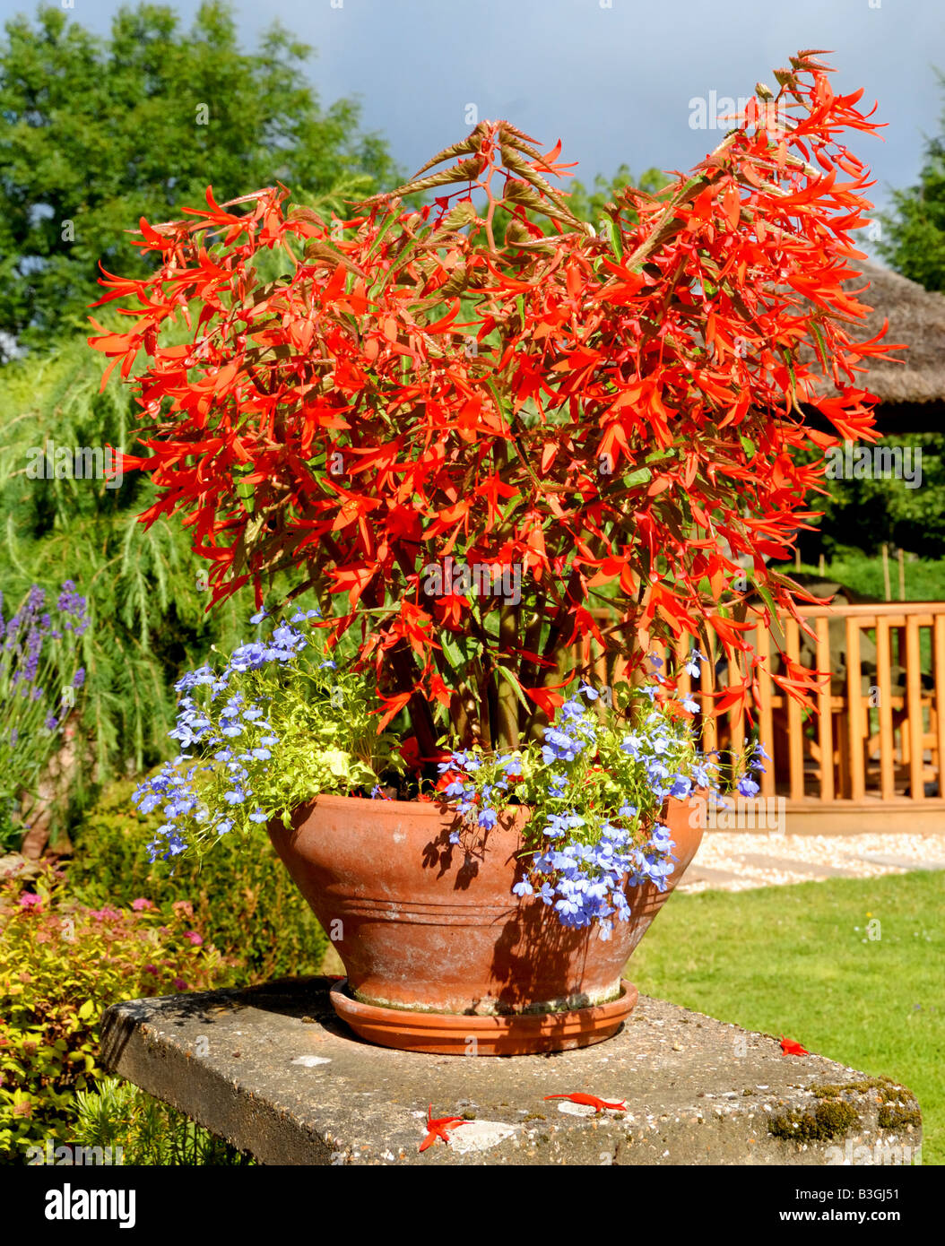 Flame red begonia in a pot in a country garden in England during the ...