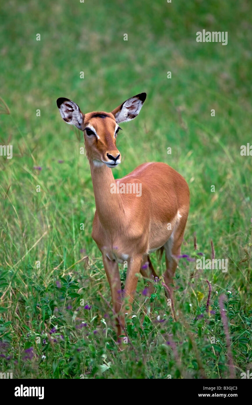 Female impala portrait aepyceros hi-res stock photography and images ...