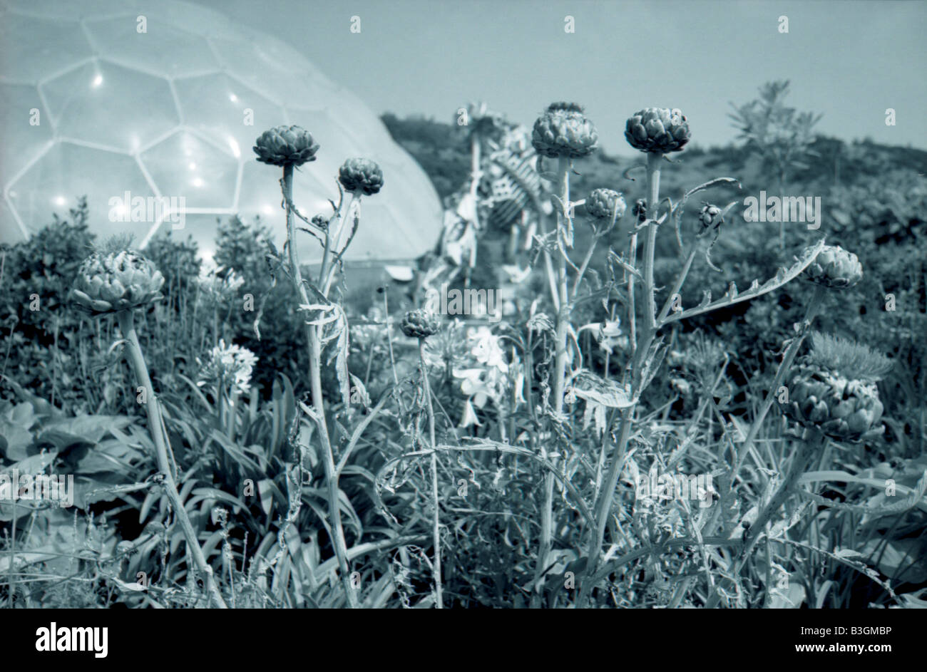 Seed heads and biome at the Eden Project Stock Photo - Alamy