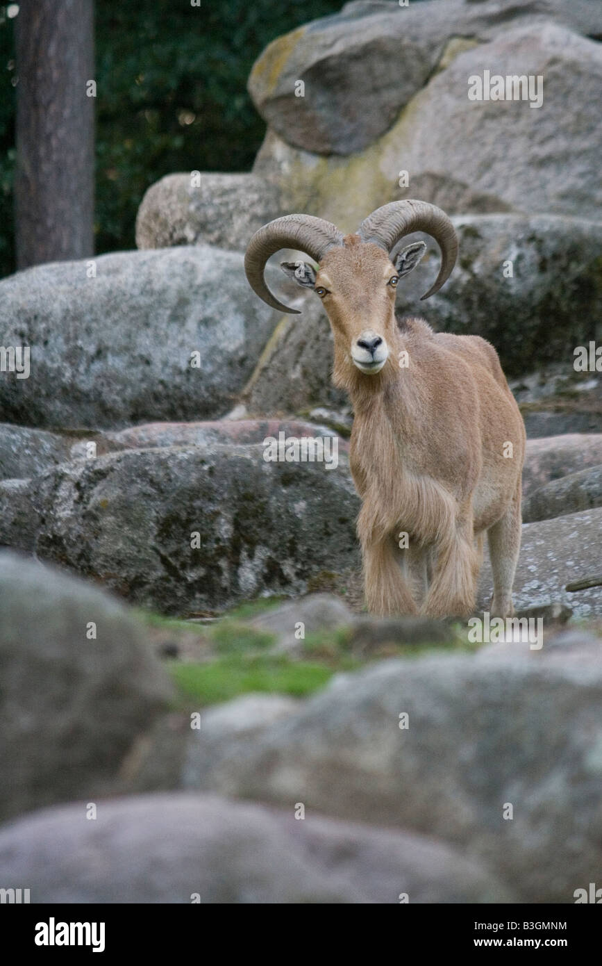 Aoudad Barbary Sheep standing in her natural environment Stock Photo ...