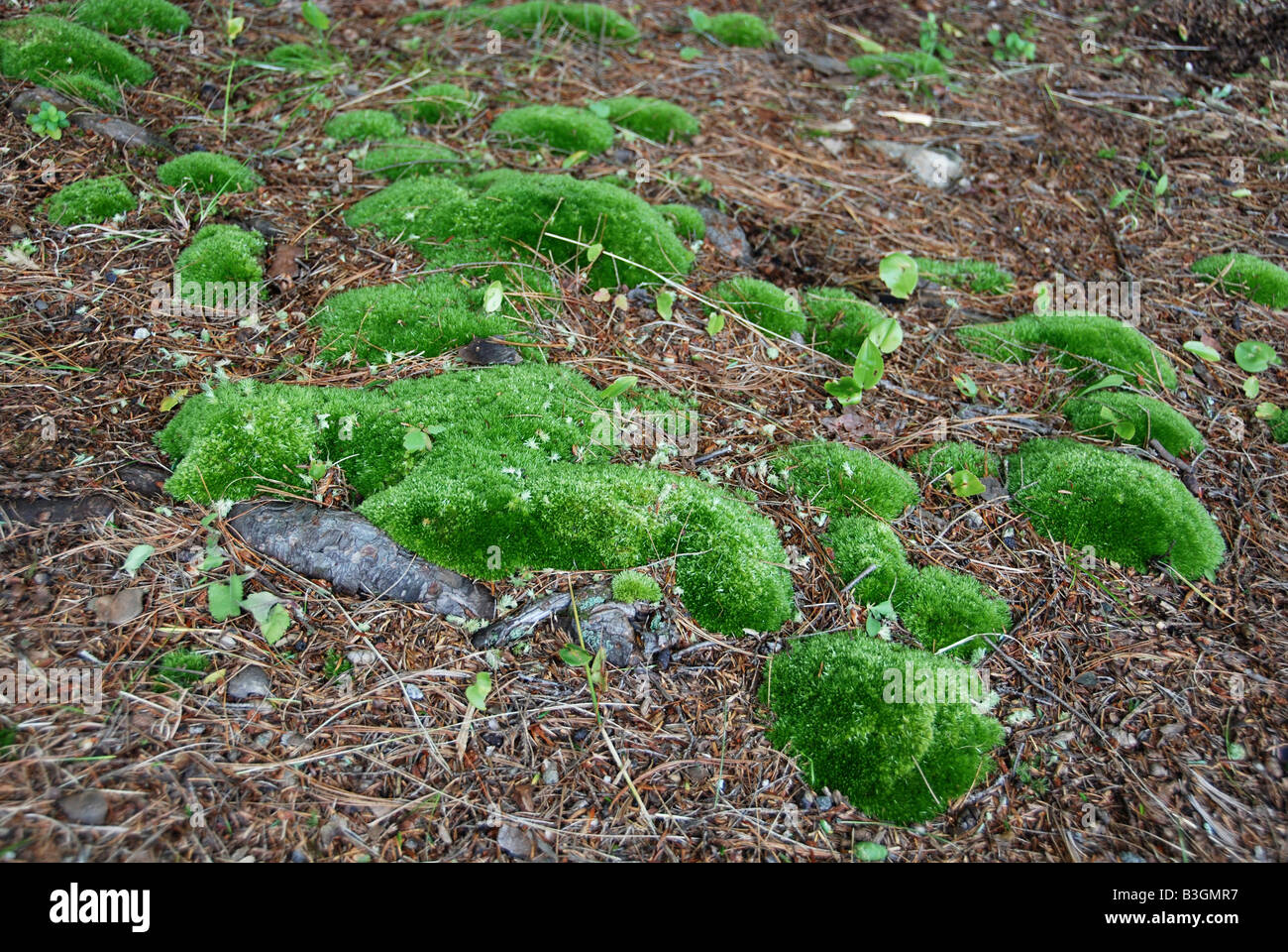 Musci class hi-res stock photography and images - Alamy