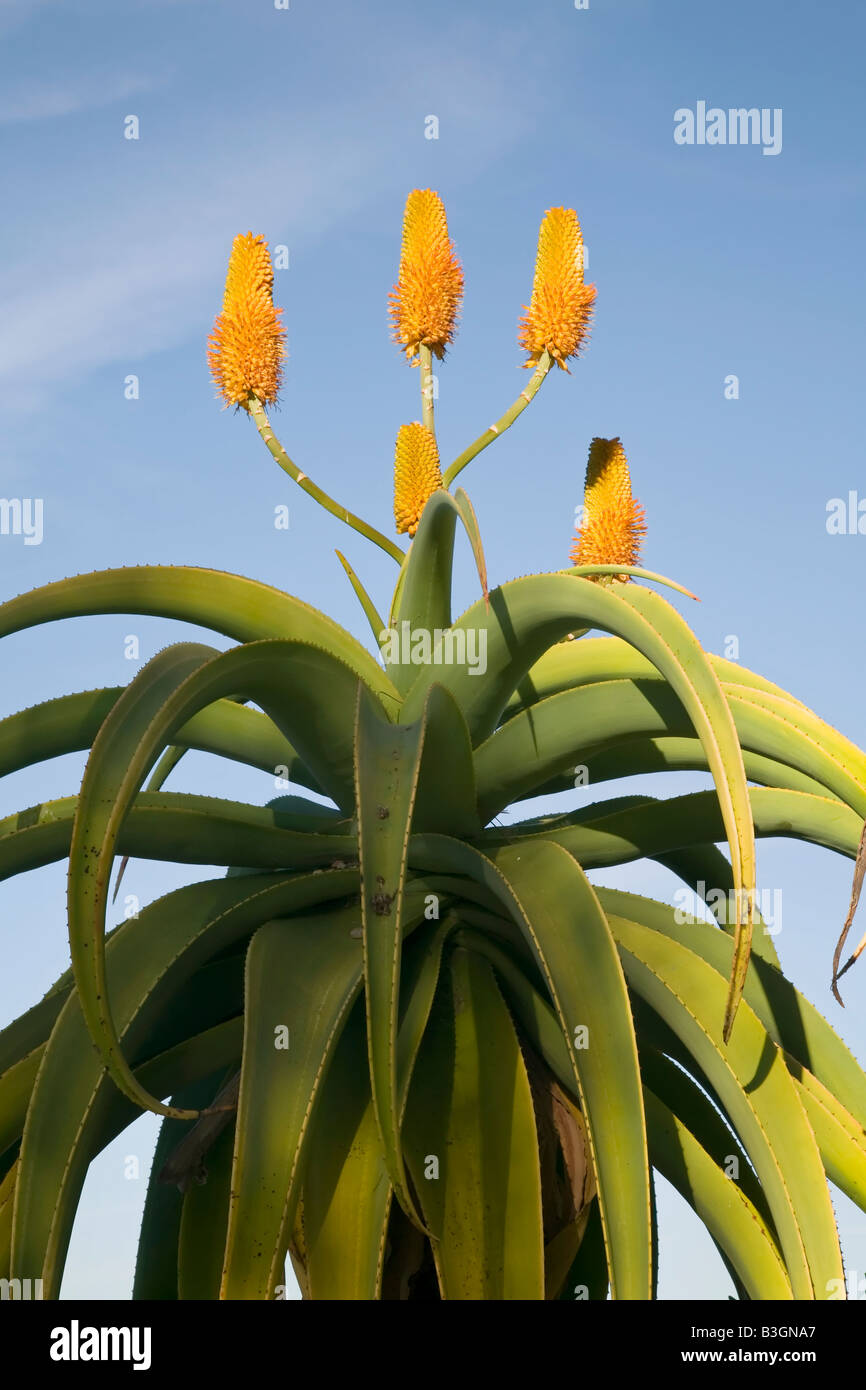 Aloe flower spike hi-res stock photography and images - Alamy