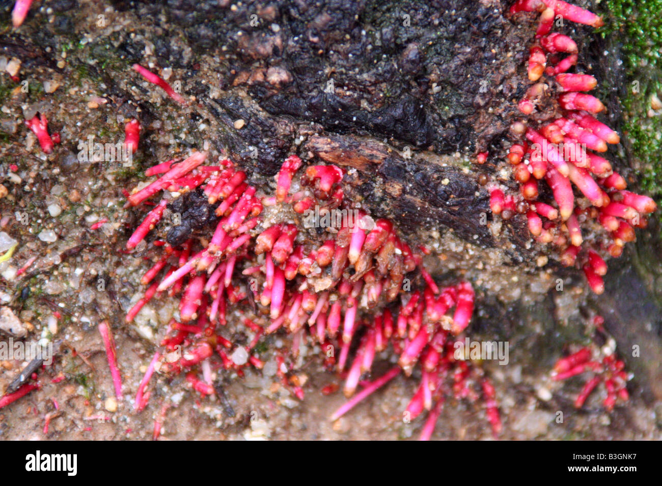 Red lichen growing on tree trunks and stones in Korea Stock Photo - Alamy