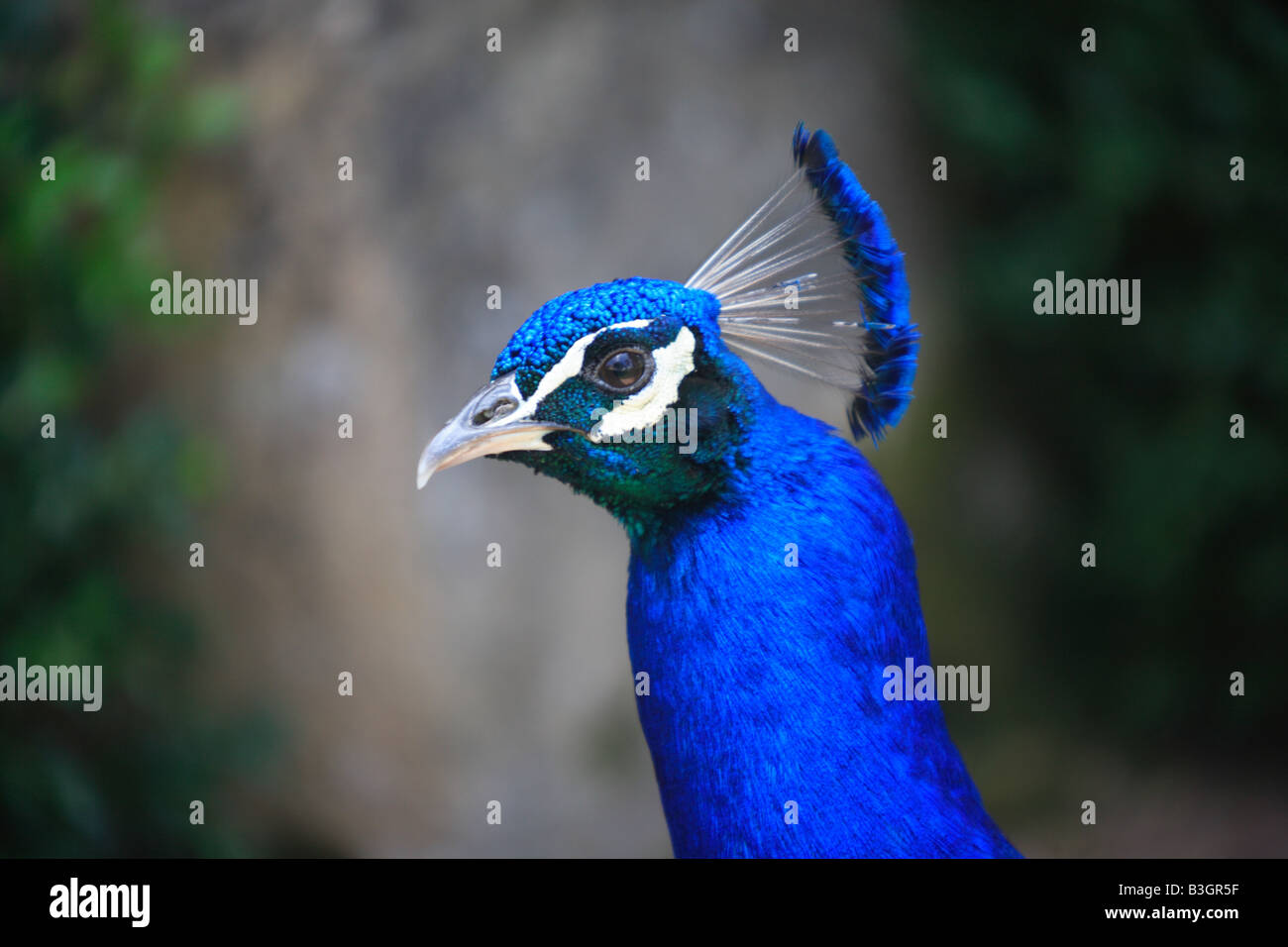 Peacock head hi-res stock photography and images - Alamy