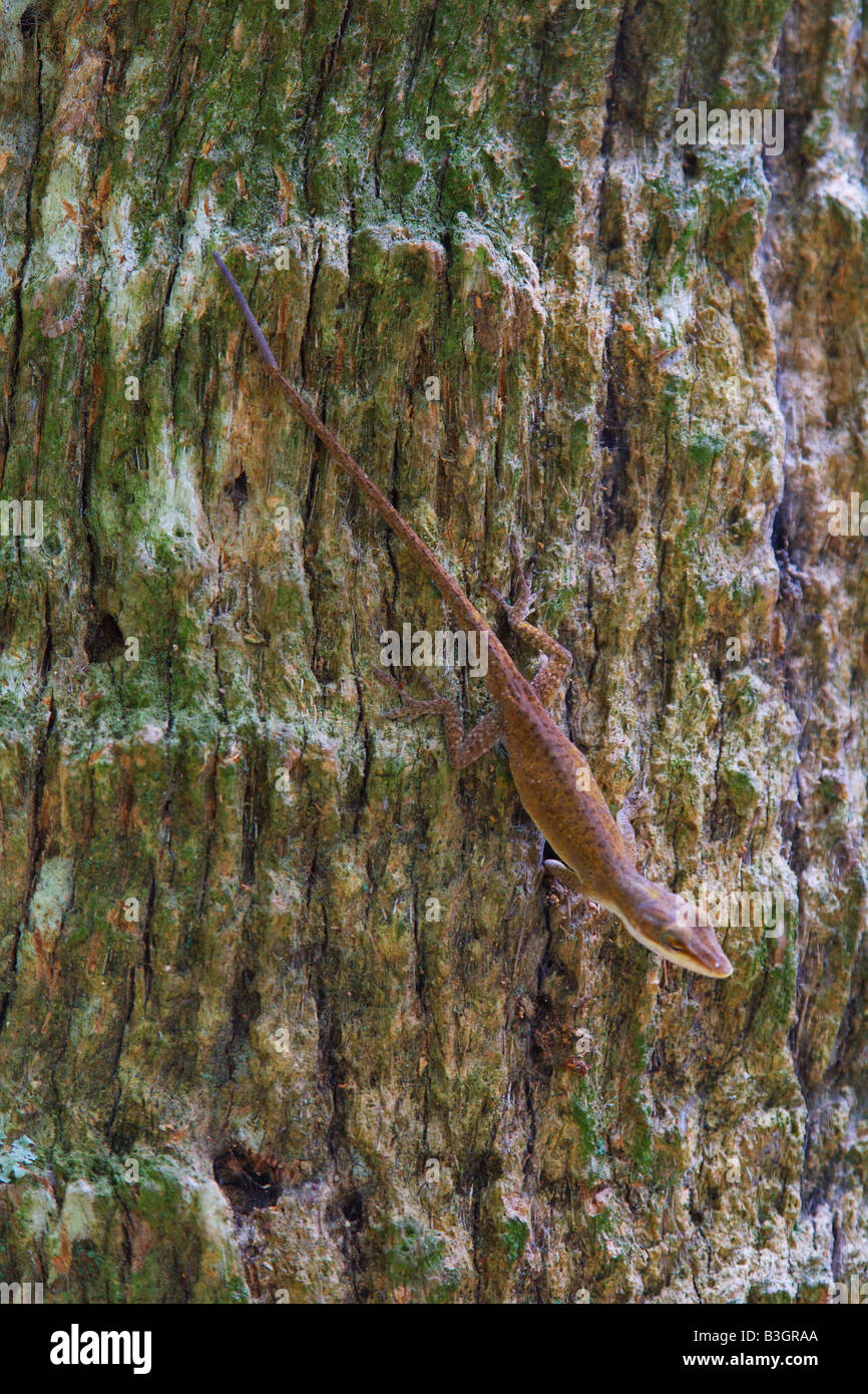 A lizard on a tree close up Stock Photo - Alamy