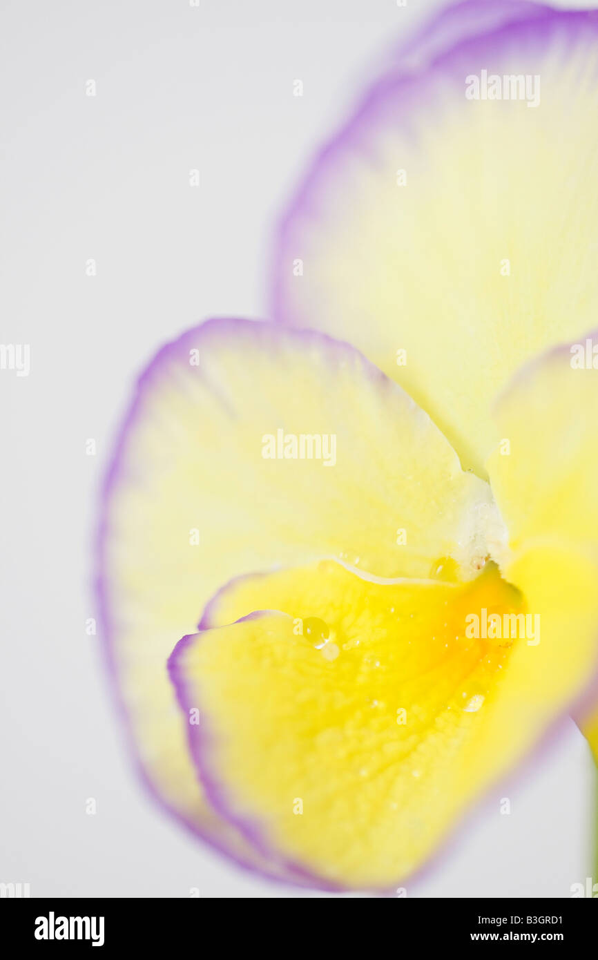 Large pale flower hi-res stock photography and images - Alamy