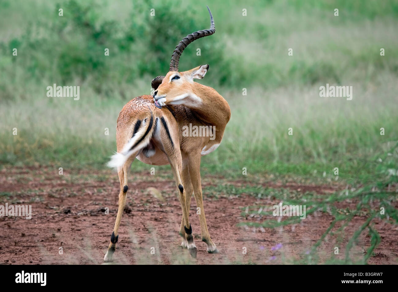Impala tail hi-res stock photography and images - Alamy