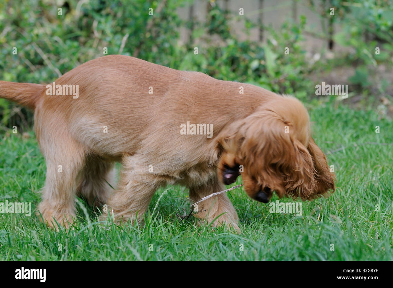 Cocker spaniel ear hi-res stock photography and images - Alamy