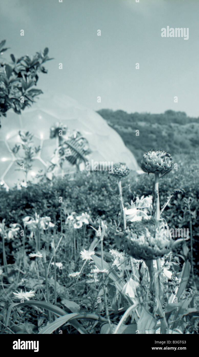 The seed at the eden project hi-res stock photography and images - Alamy