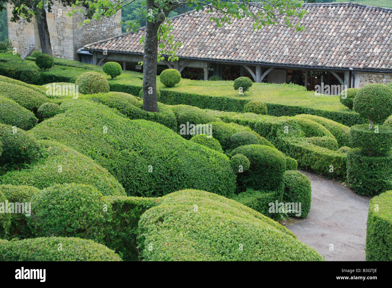 Common box buxus sempervirens garden hi-res stock photography and ...