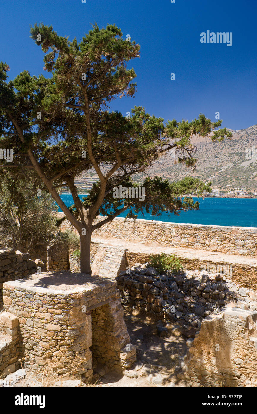 The leper tree hi-res stock photography and images - Alamy