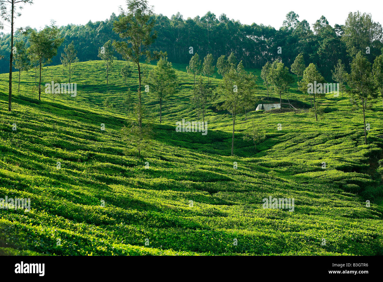 Tea Plantation or Tea estate or Tea Garden or Tea cultivation in Munnar ...
