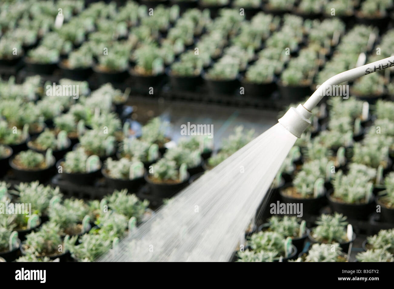 Labelled plant pots hi-res stock photography and images - Alamy