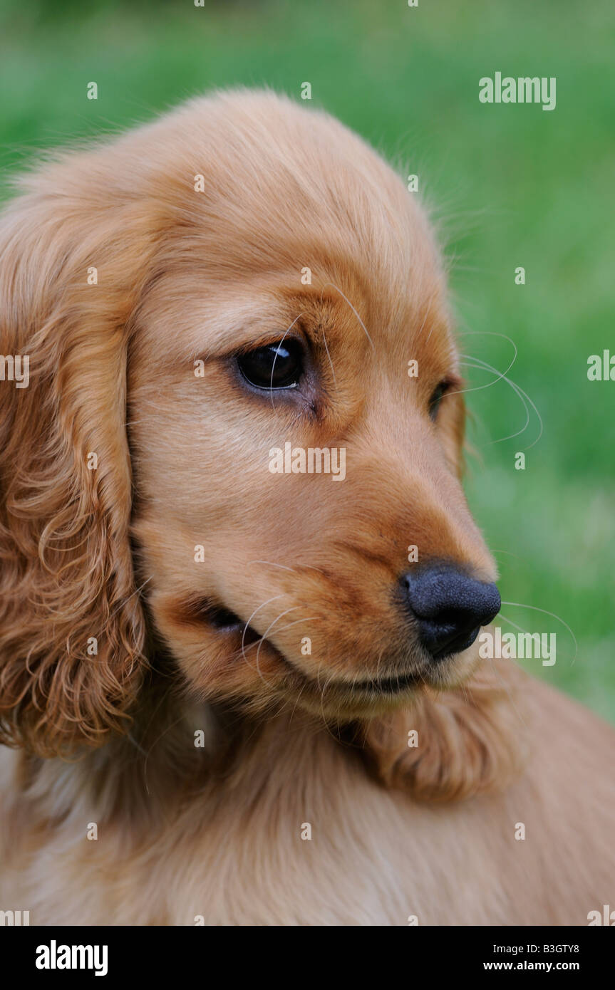 Cocker spaniel teeth hi-res stock photography and images - Alamy