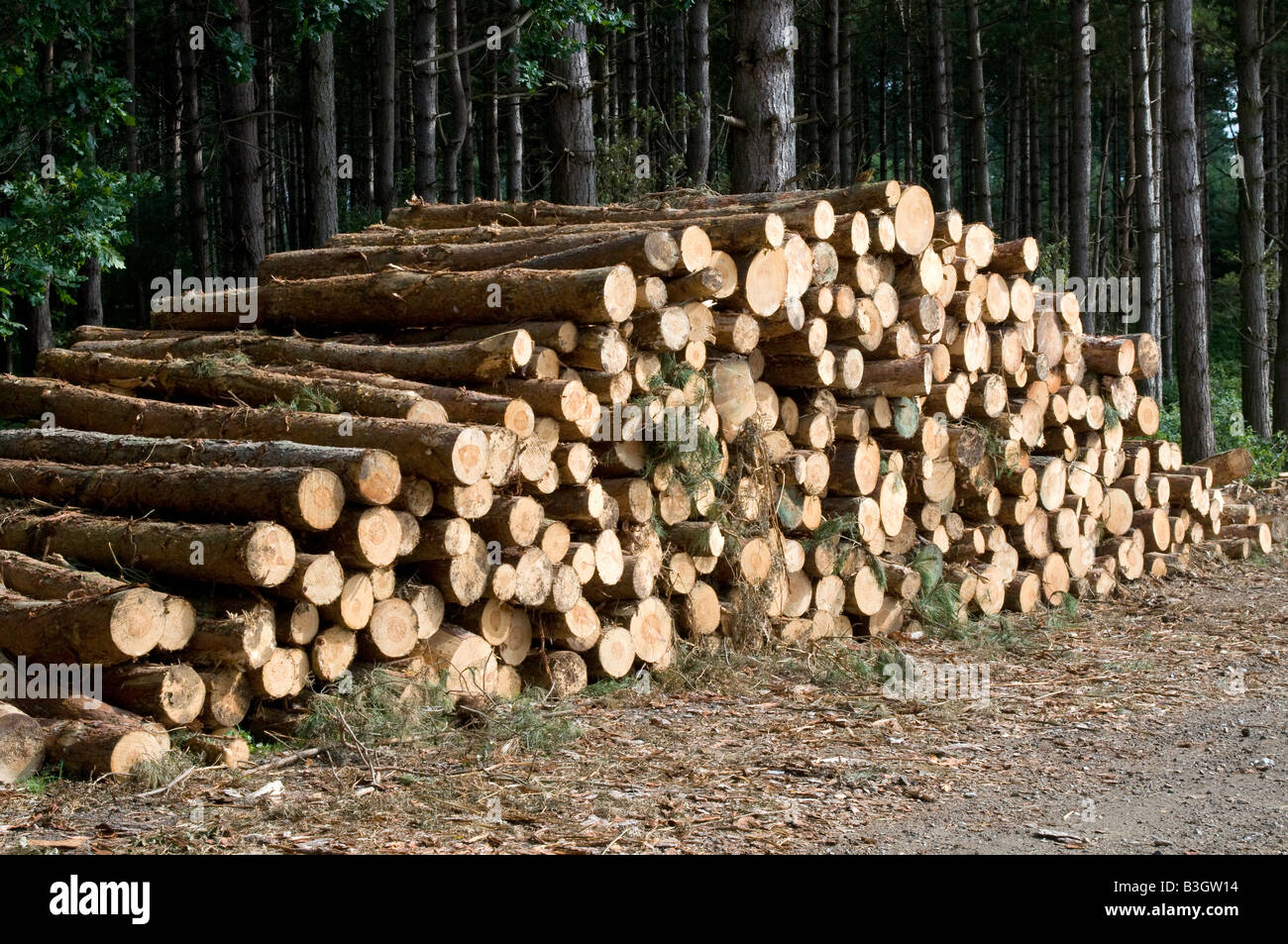 Felled trees stacked for timber hi-res stock photography and images - Alamy