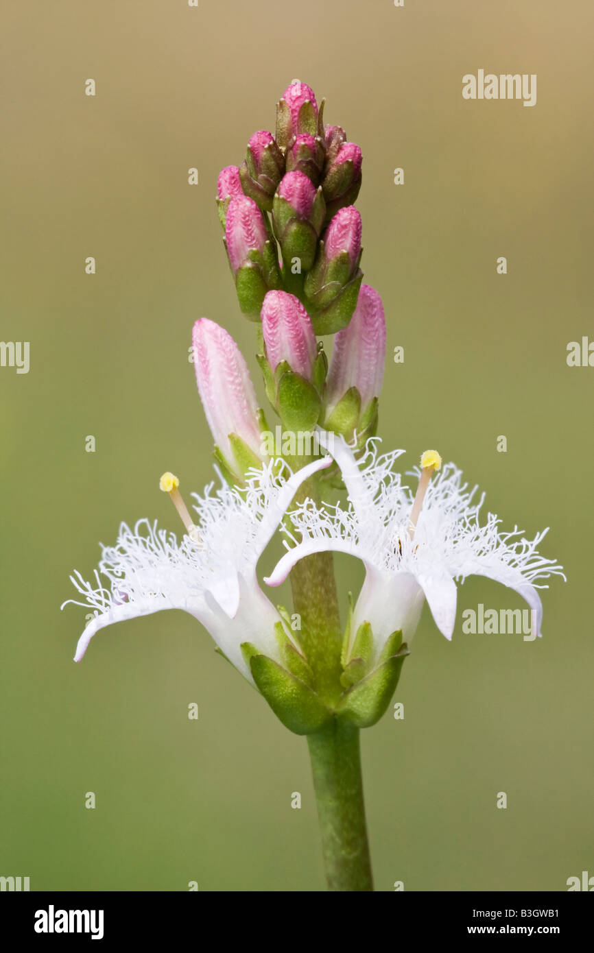 Bogbean flower hi-res stock photography and images - Alamy