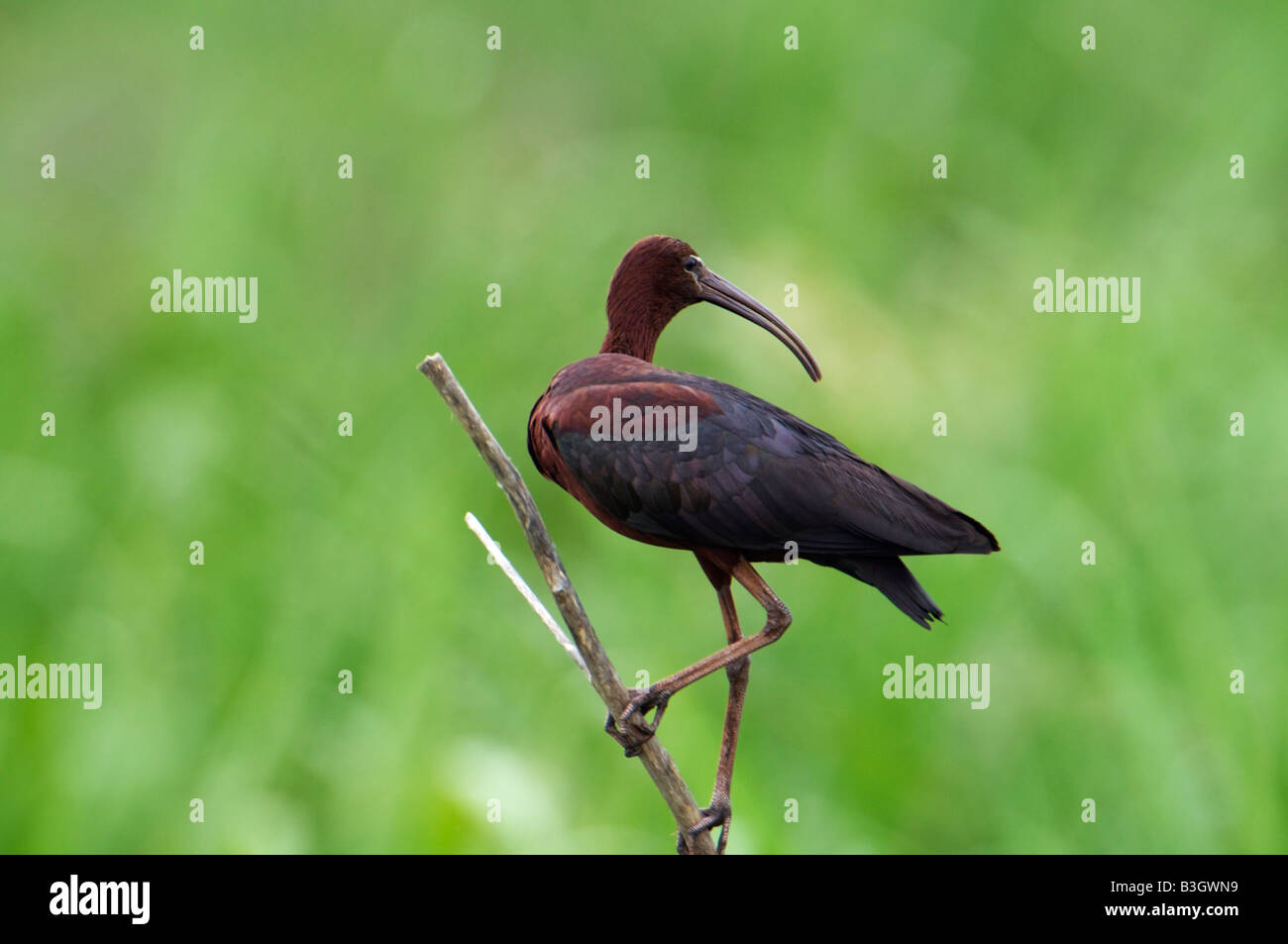 Image of a Glossy Ibis Stock Photo - Alamy