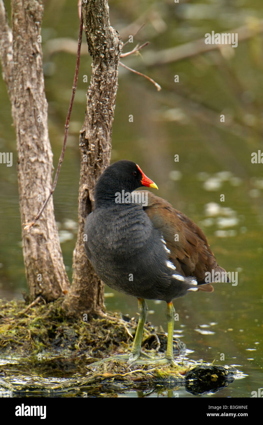 Flying moorhen hi-res stock photography and images - Alamy