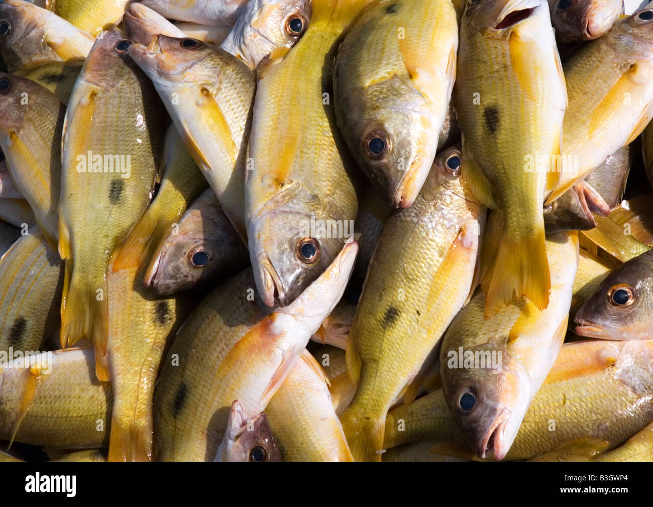 Black spot snapper hi-res stock photography and images - Alamy
