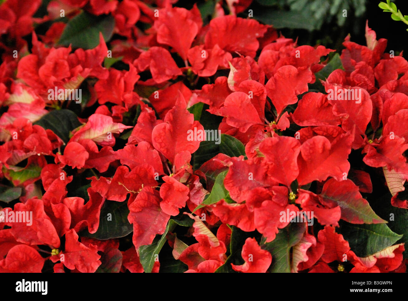Red carousel hi-res stock photography and images - Alamy