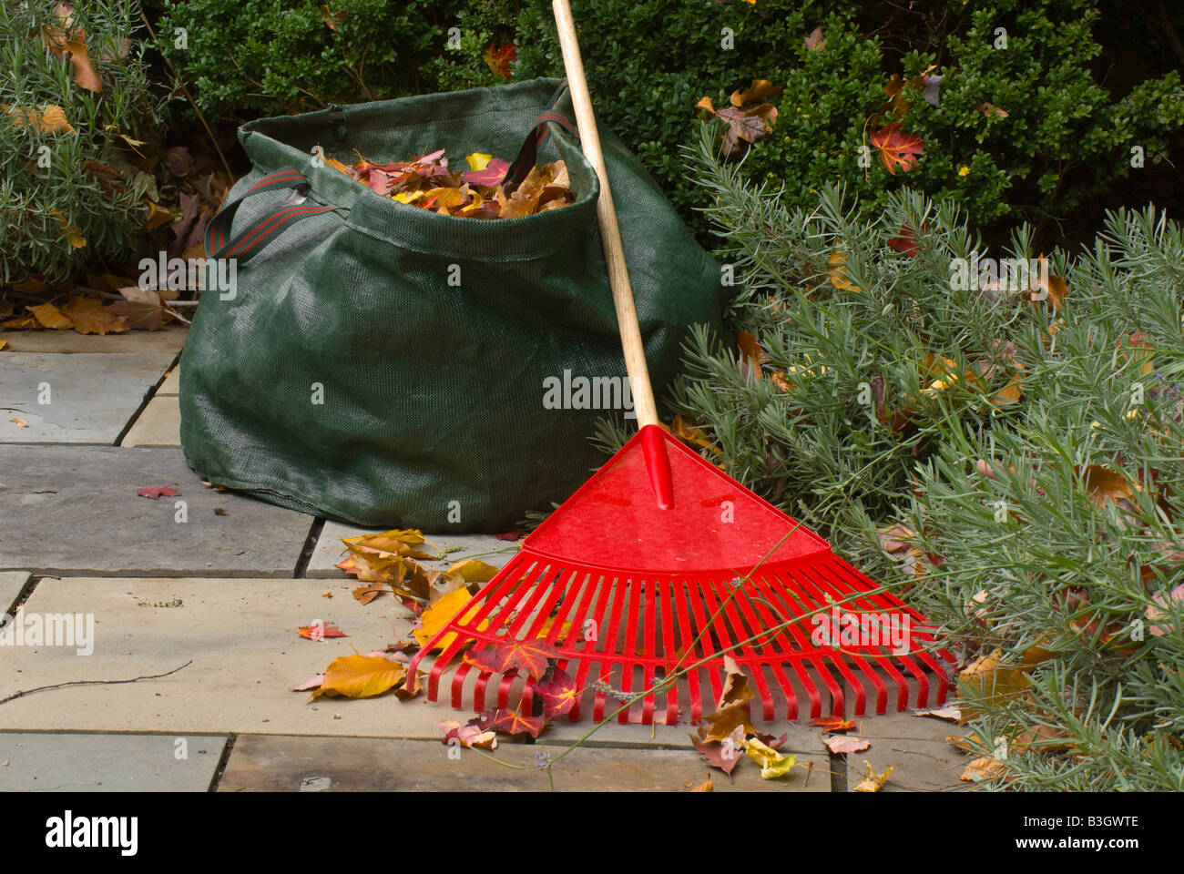 Fallen leaves are easily raked up and placed into a lightweight garden ...