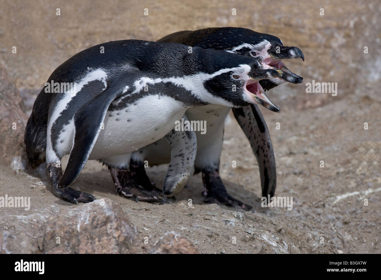 Two Penguins defending their territory Stock Photo - Alamy