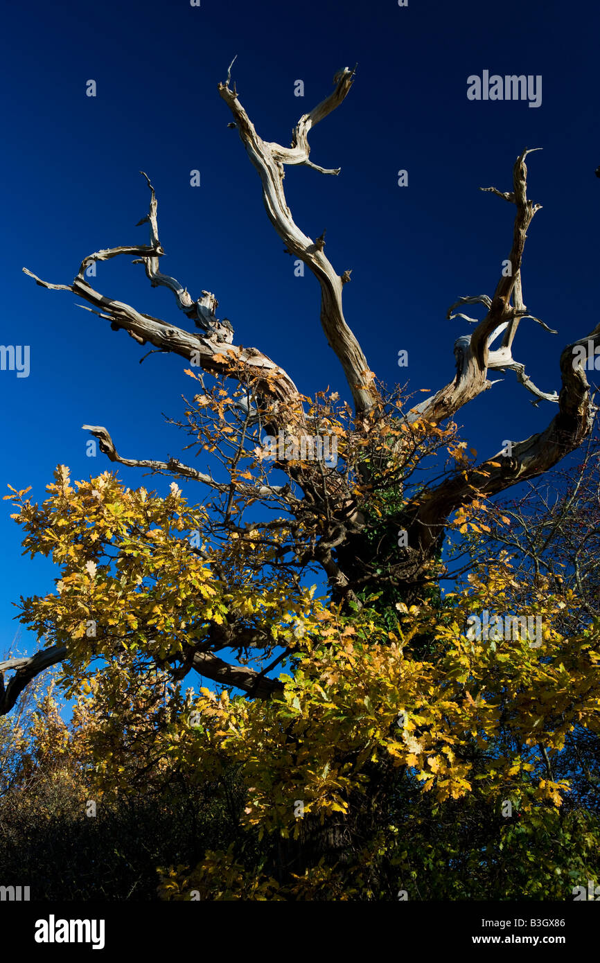 Thornby High Resolution Stock Photography and Images - Alamy