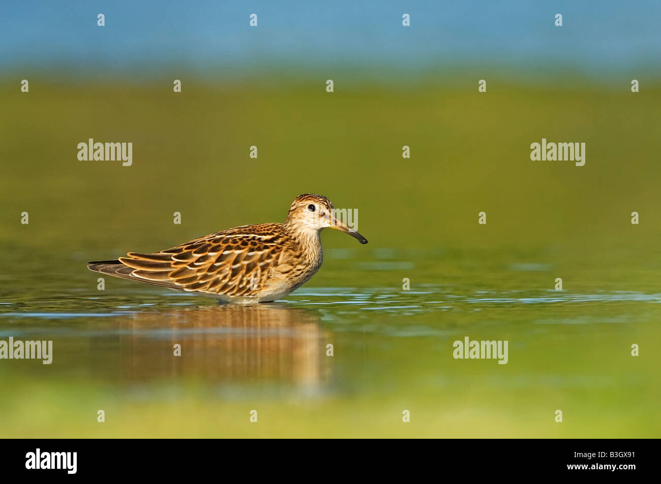 Pectoral sandpiper hi-res stock photography and images - Alamy