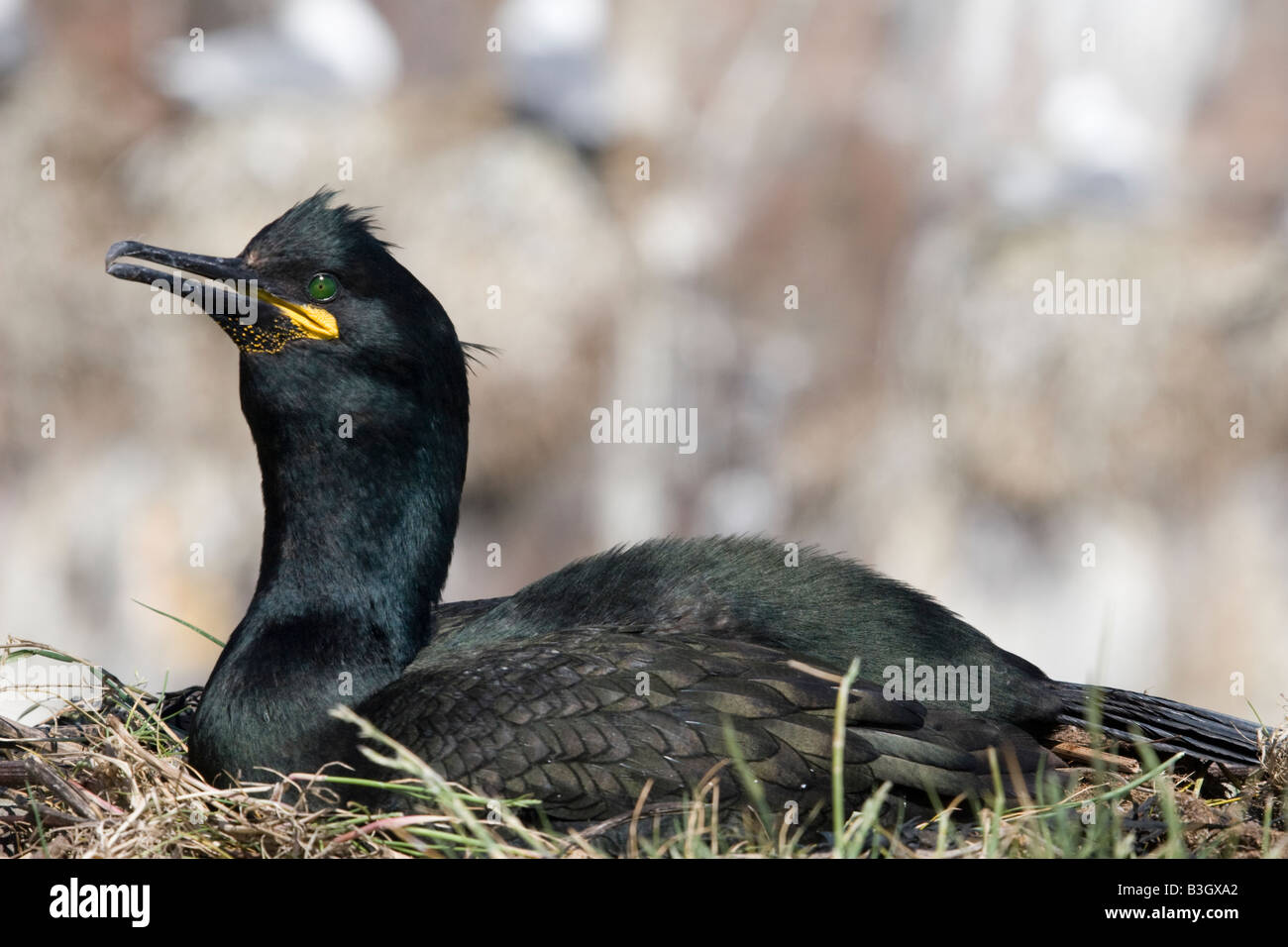 A nesting Shag, Farne Islands, Northumberland Stock Photo - Alamy