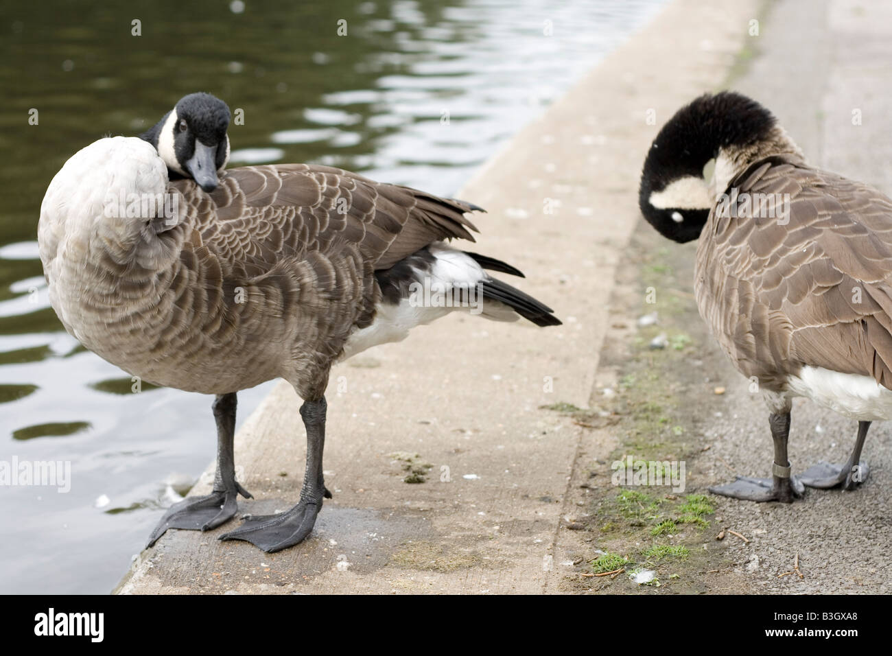 Geese preening by a pond in London's Regent's Park Stock Photo - Alamy