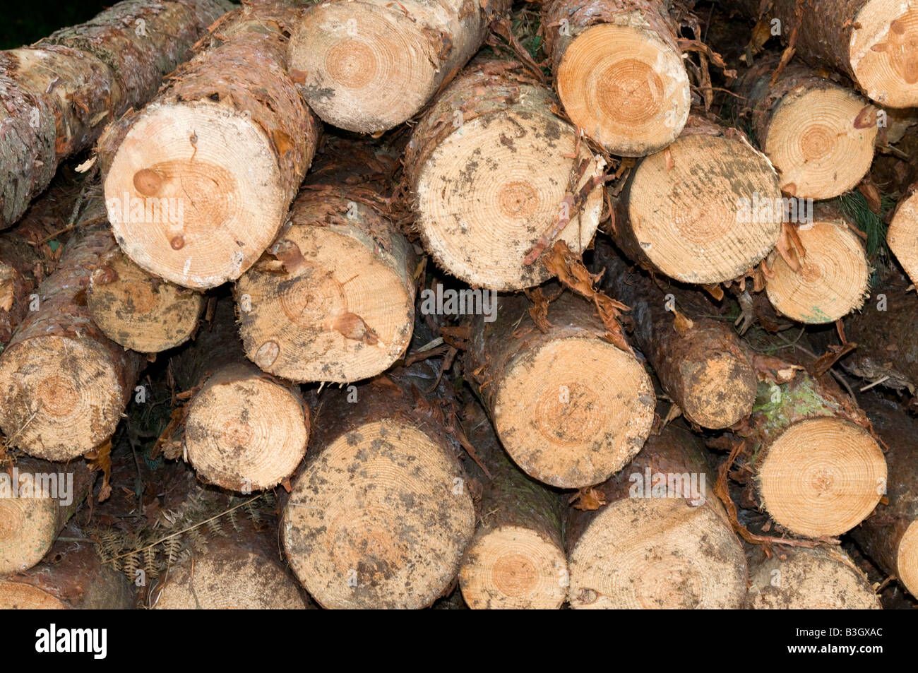 Softwood Trees High Resolution Stock Photography and Images - Alamy