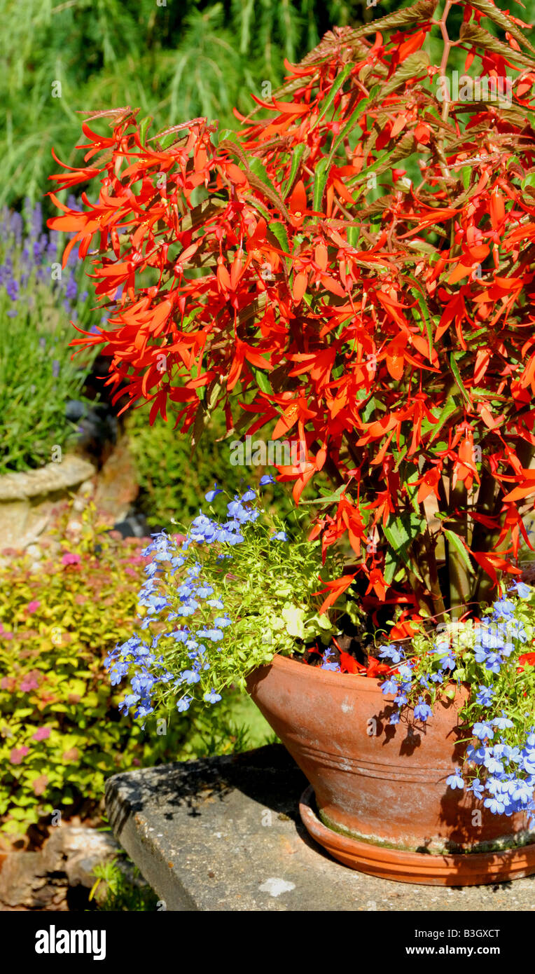 Flame red begonia in a pot in a country garden in England during the ...