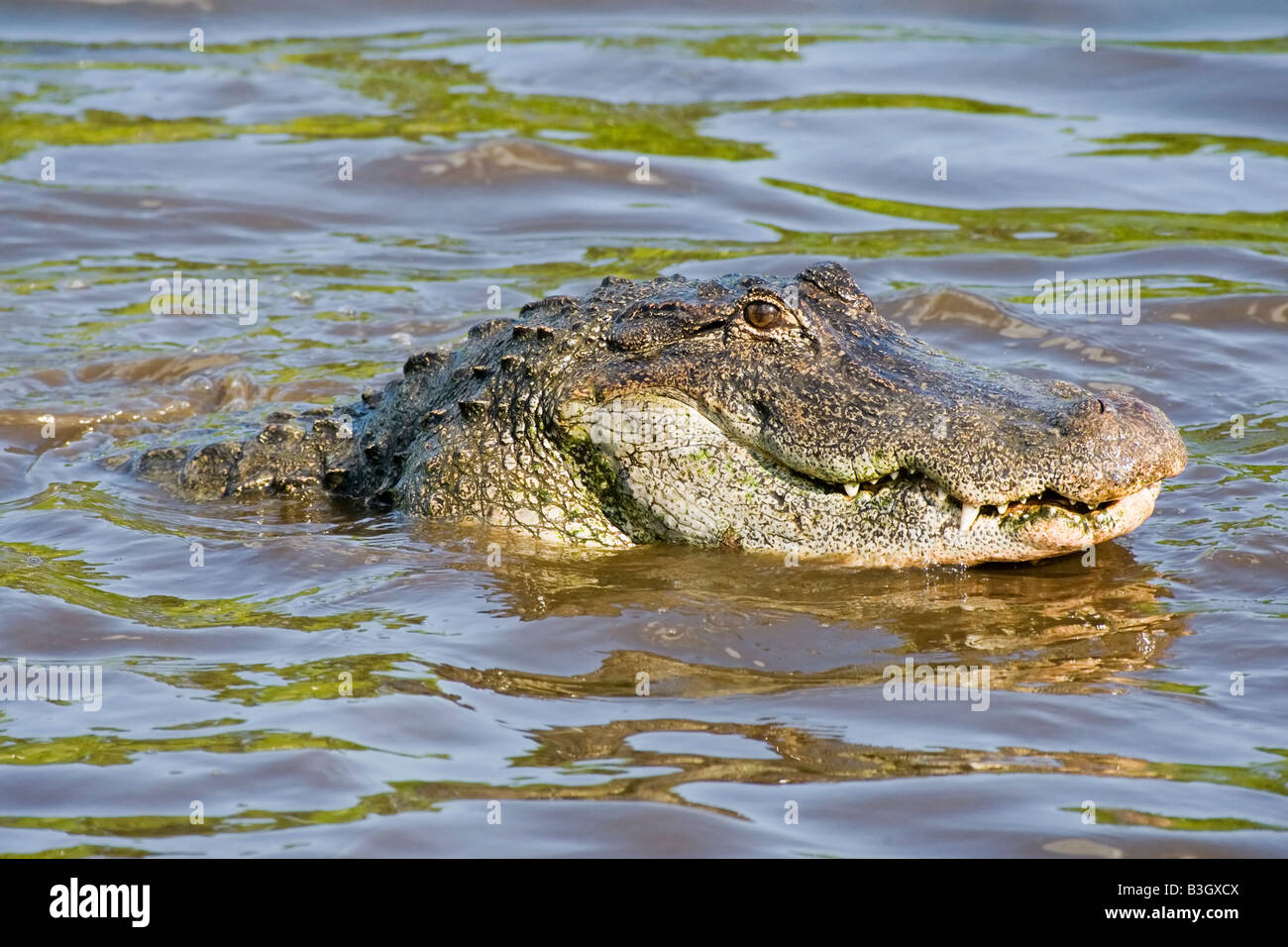 A close up of the head of an American Alligator Stock Photo - Alamy