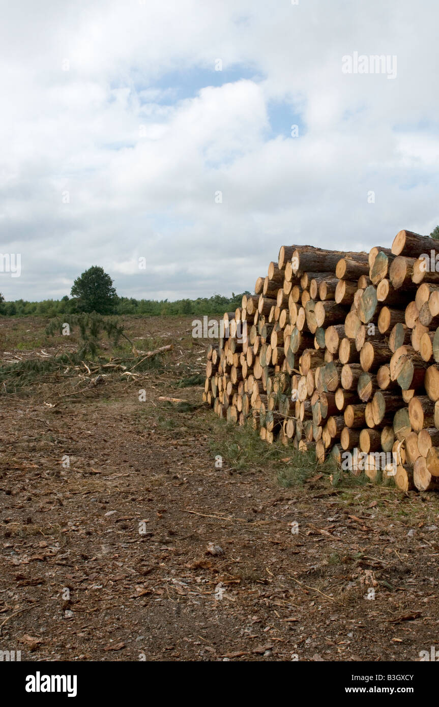 Softwood trees hi-res stock photography and images - Alamy