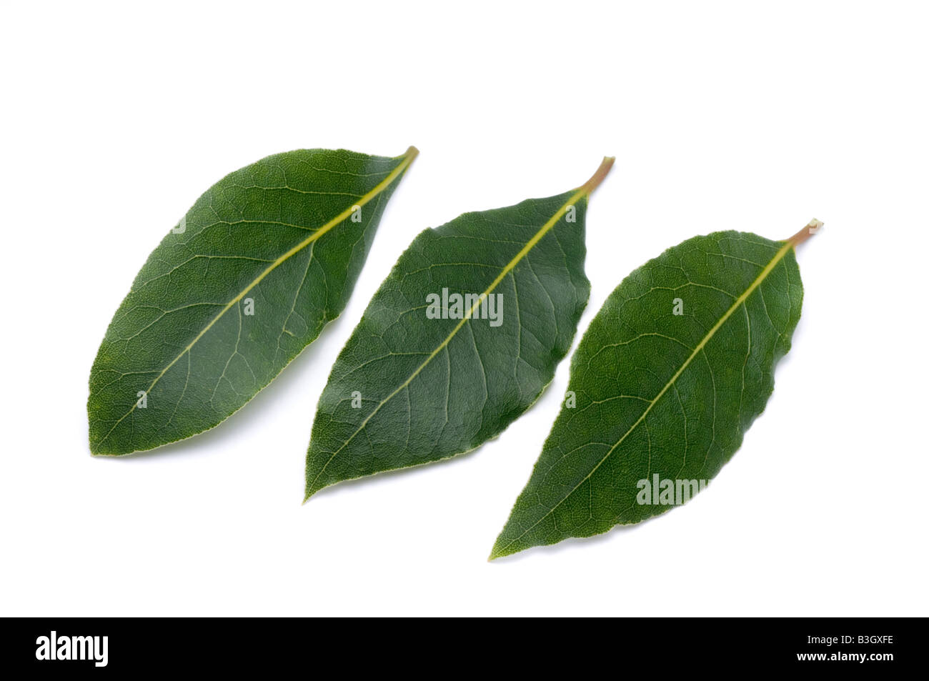 Three bay leaves Stock Photo - Alamy