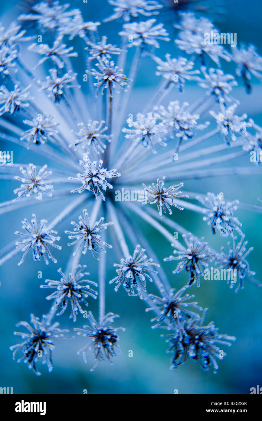 England Northumberland Holywell Dene Detail view of frosted vegetation ...