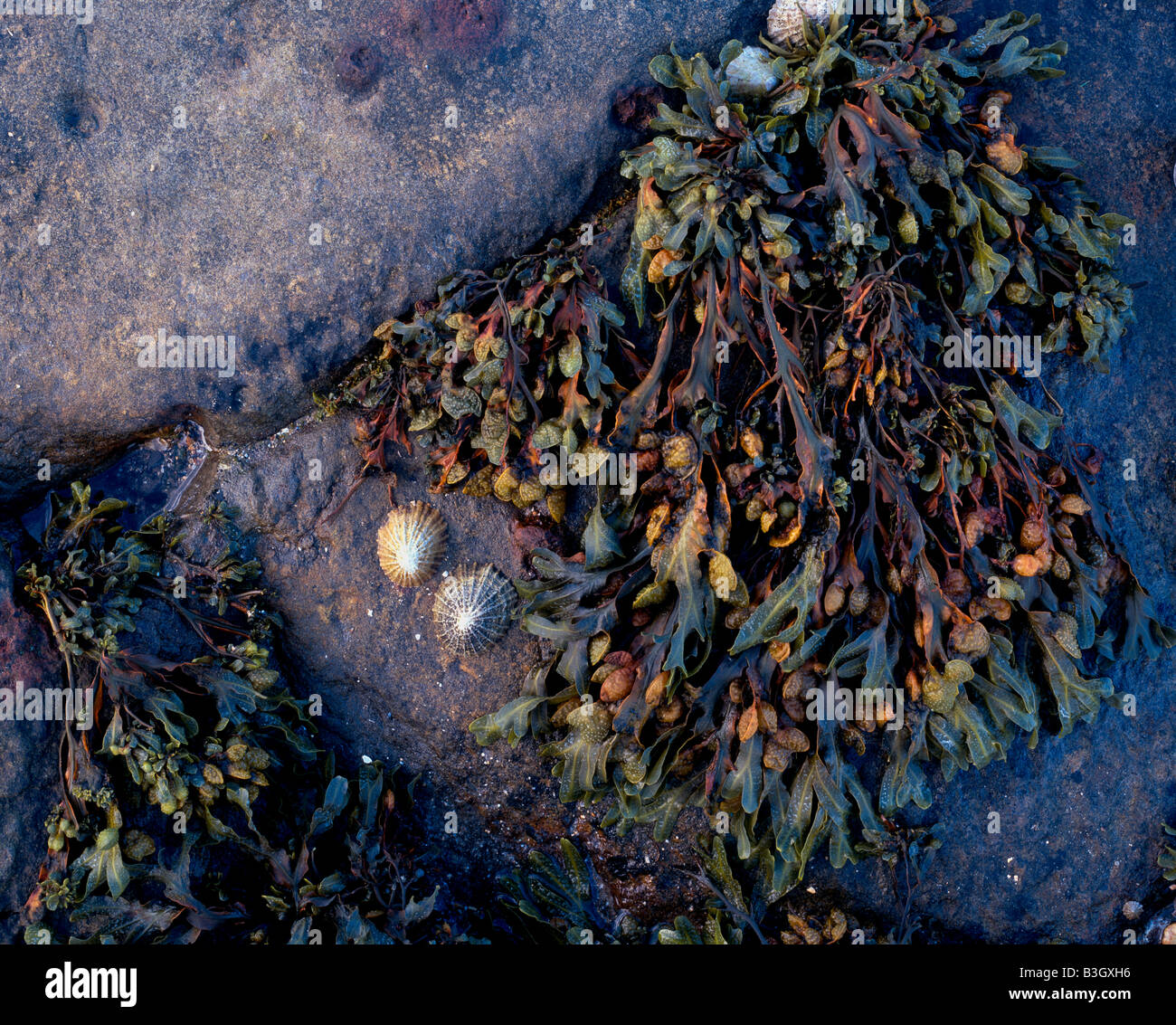 Seaweed (bladderwrack) and limpets on rocks Stock Photo - Alamy