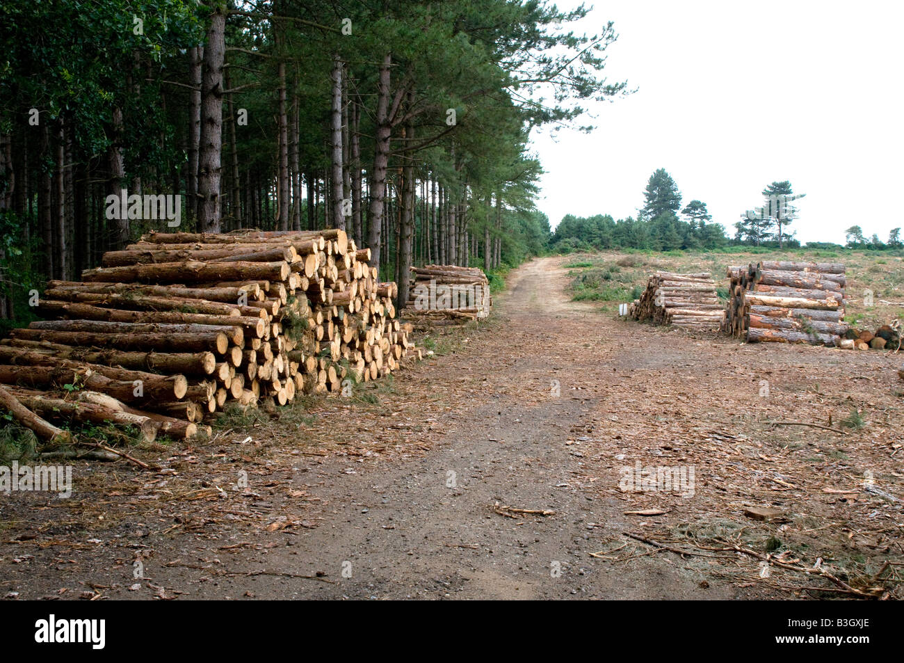 Tunstall forest hi-res stock photography and images - Alamy