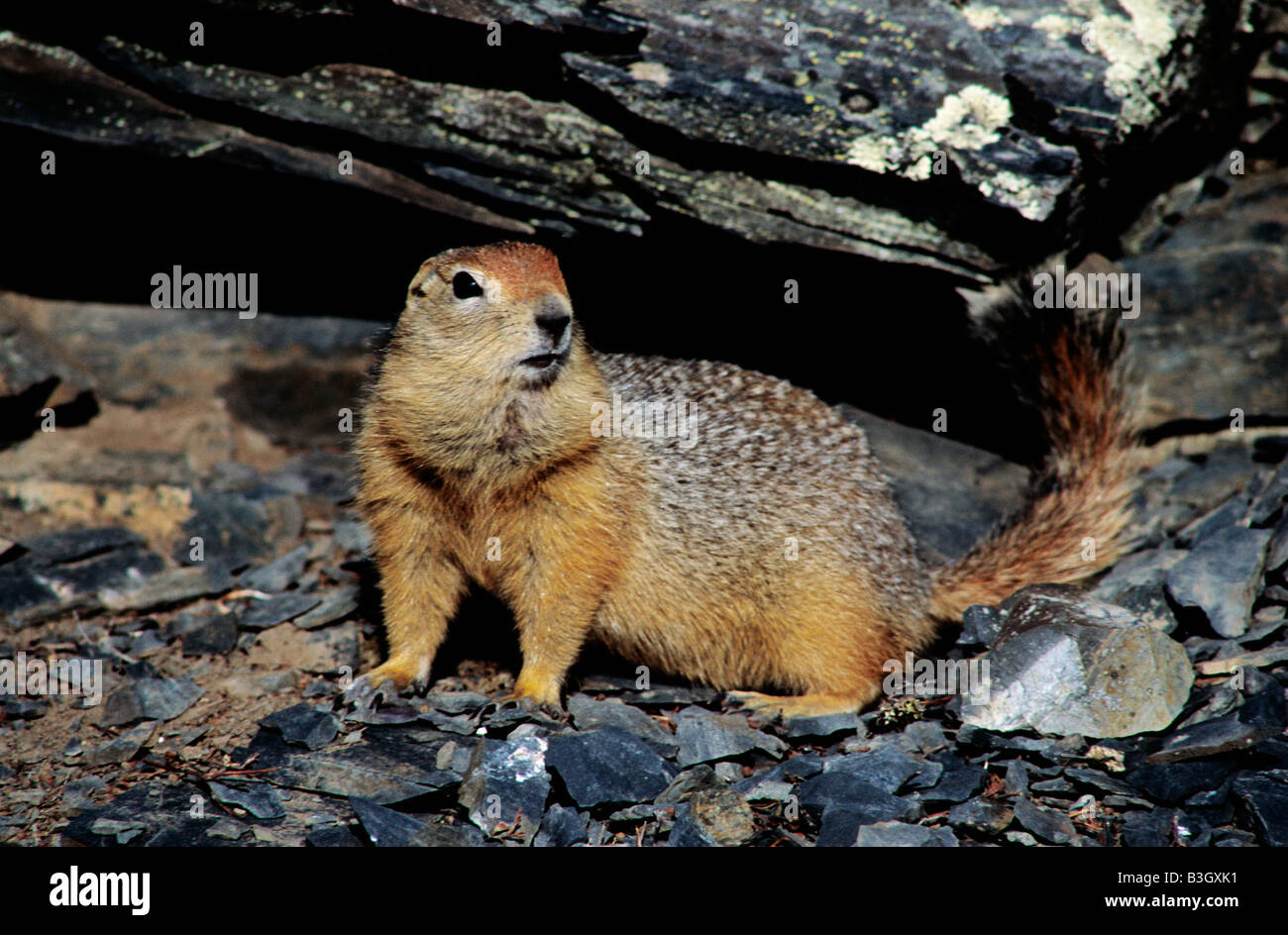 European Ground Squirrel European Suslik European Souslik Citellus ...