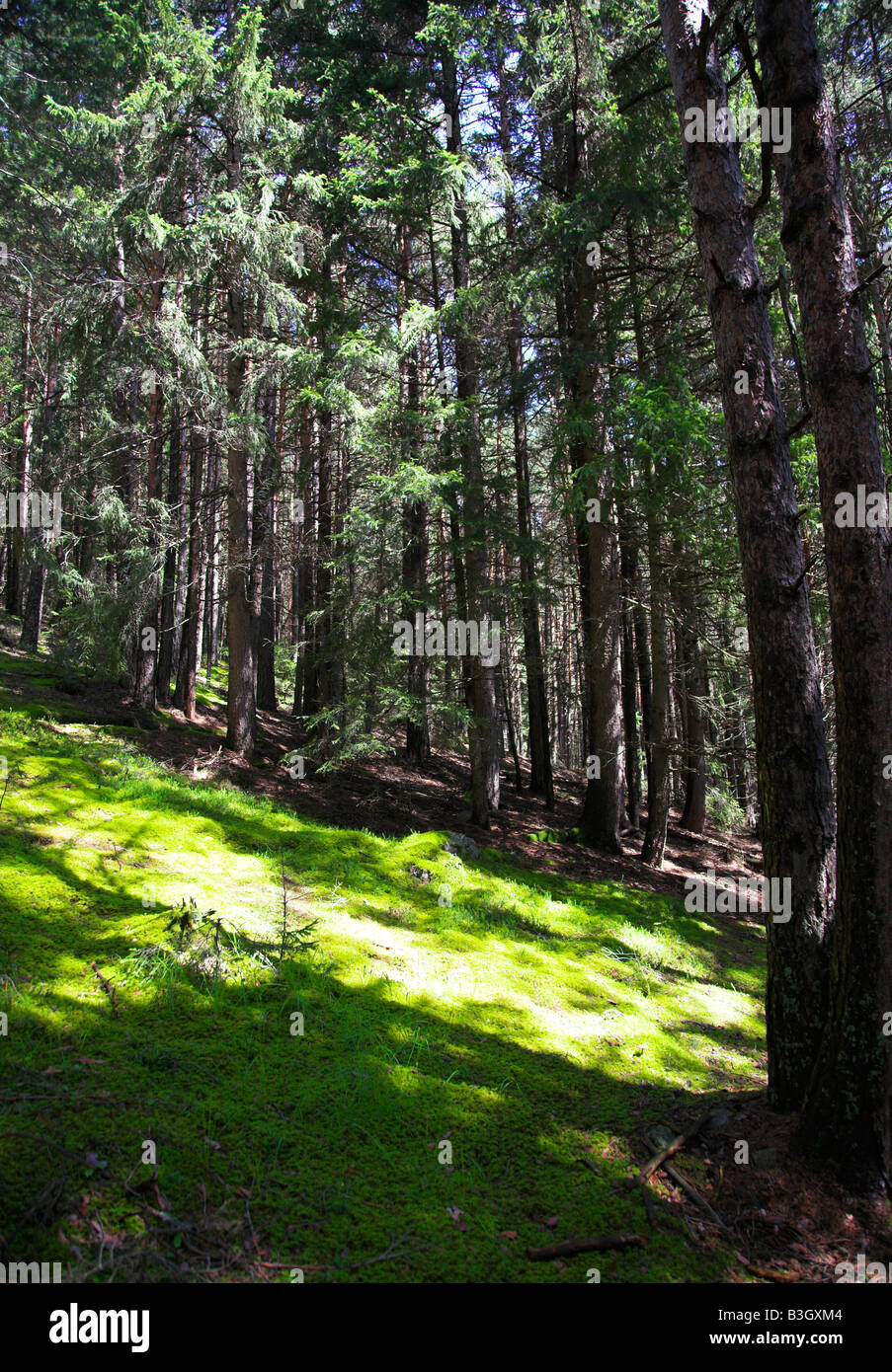 Open glade in dark forest Stock Photo - Alamy